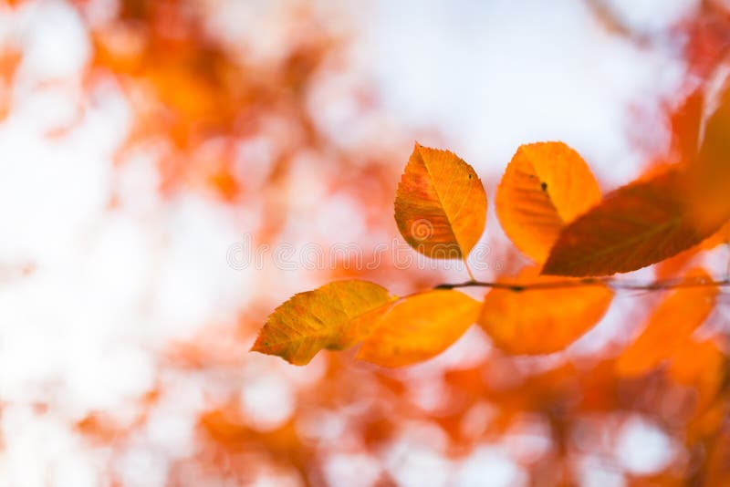 Orange autumn leaves stock image. Image of idyllic, leaves - 47319125