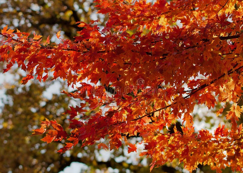 Orange Maple stock image. Image of foliage, gold, beautiful - 103202017