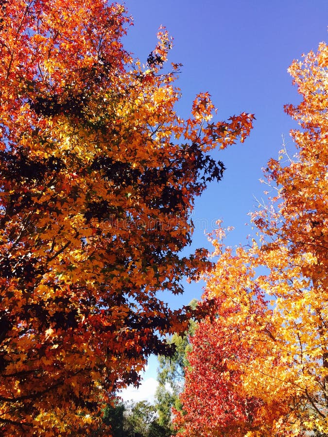 Orange Autumn Trees stock image. Image of brown, orange - 55808349