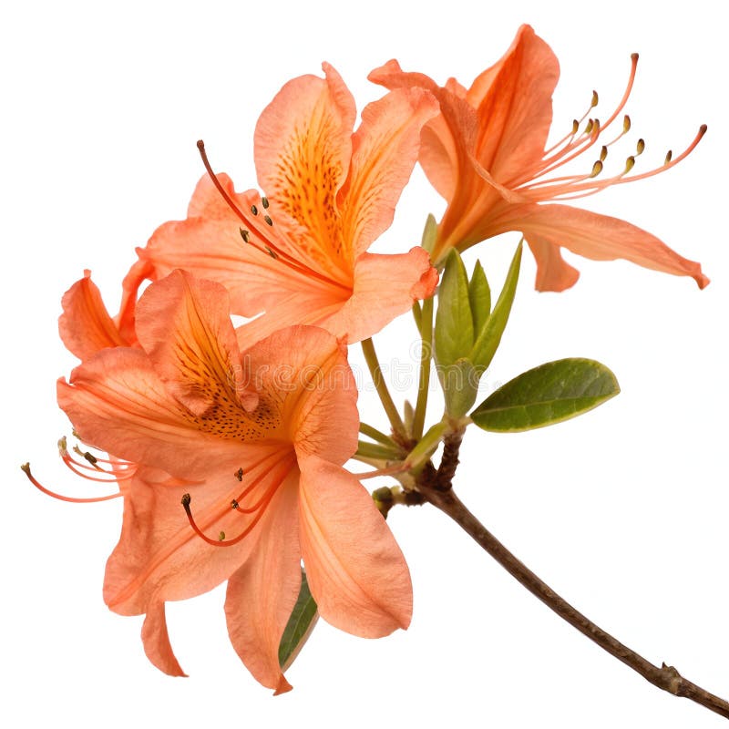 Orange Azalea Flower stock illustration. Illustration of design - 357059507