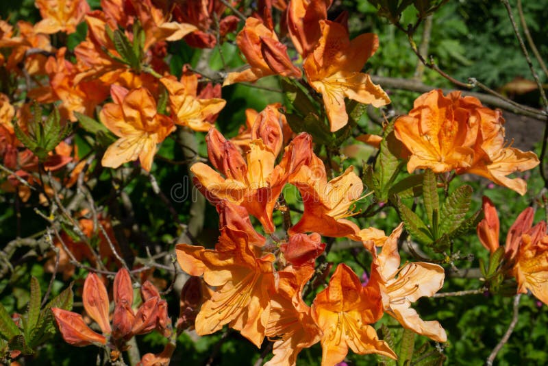 Orange Azalea Flower Plant in the Garden Stock Image - Image of garden ...