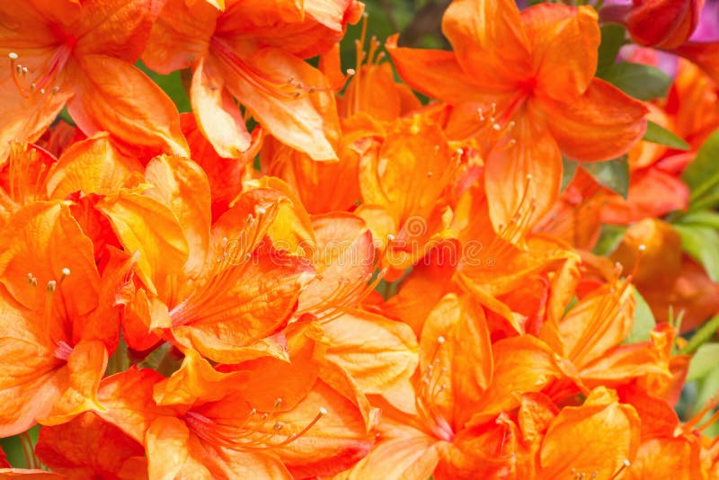 Orange Azalea Flower with Stamens Stock Image - Image of blossom ...