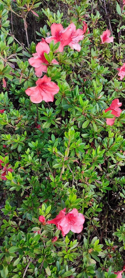 Orange Azalea Plant in the Garden Stock Photo - Image of wildflower ...