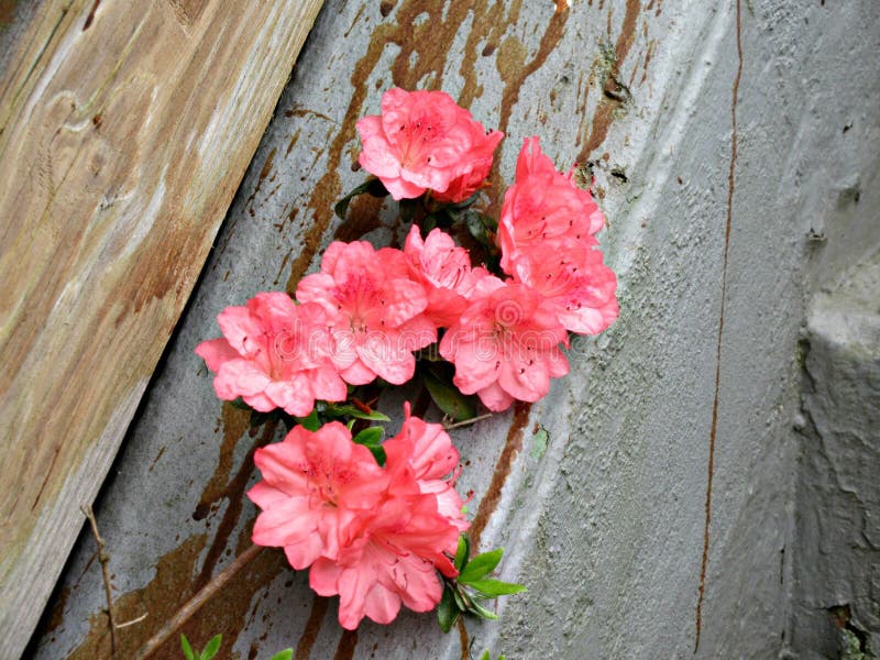 Orange Azaleas stock image. Image of azalea, cement, spring - 91857077