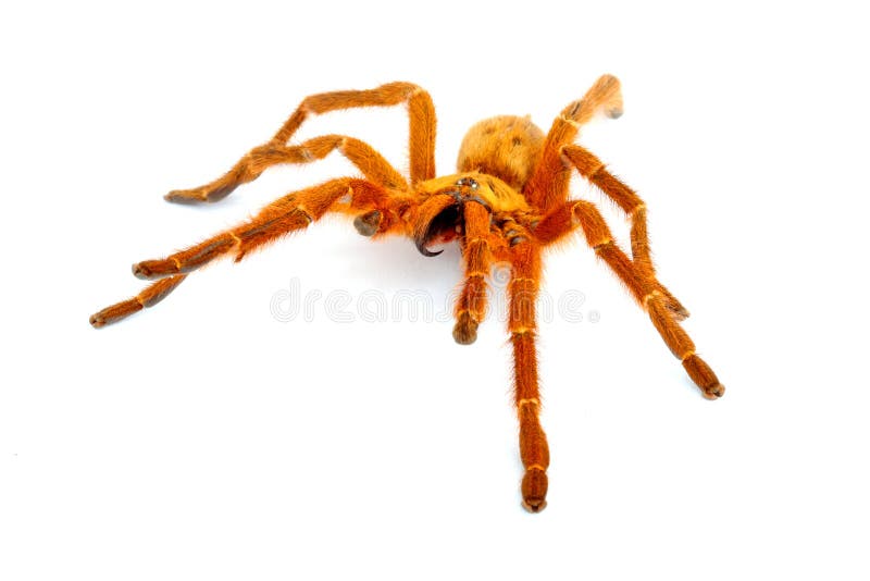 Orange Baboon Tarantula stock image. Image of organism - 6461577