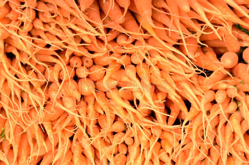 Orange Baby Carrot Root Closeup Stock Image - Image of colorful, tree ...