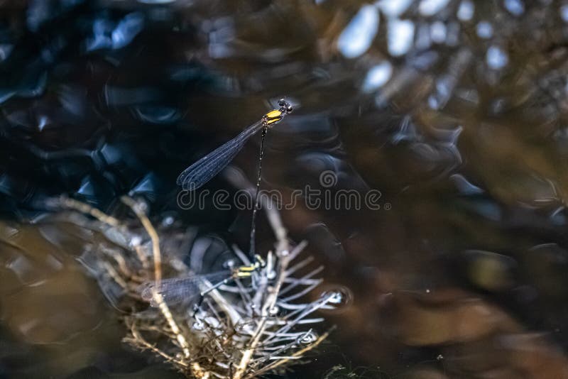 Orange-backed Threadtail Mating Stock Image - Image of asia, hong ...