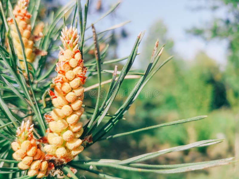 Orange background pine stock image. Image of background - 184234489