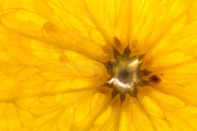 Orange with Backlight Closeup Stock Image - Image of fruit, detail ...