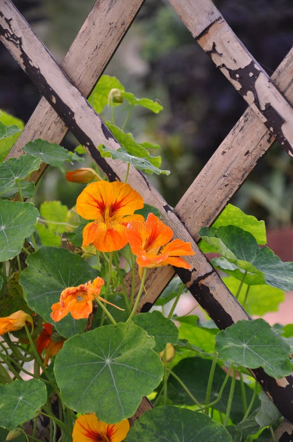 Orange and bamboo stock photo. Image of beautiful, environment - 41151934