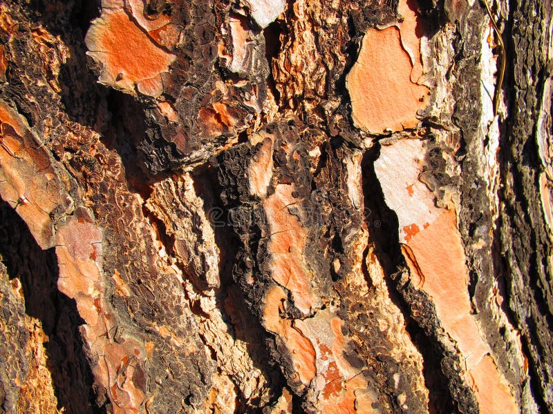 Orange bark of a tree stock image. Image of brown, mould - 51758313