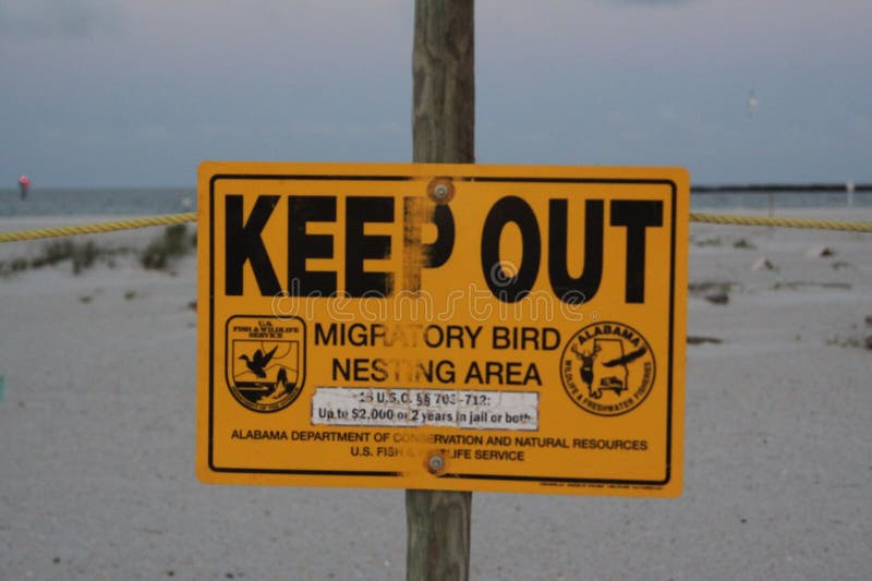 Orange Beach Protected Migratory Bird Dunes 2024 II Editorial Image ...