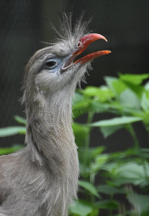 Orange Beak on a Crested Cariema Bird with Gray Feathers Stock Photo ...