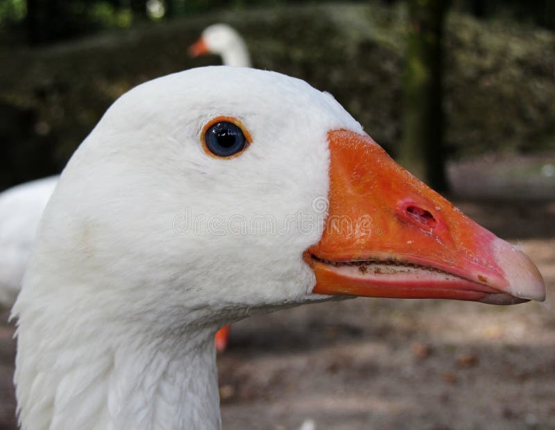 Orange Beaked Goose Head Stock Photos - Free & Royalty-Free Stock ...