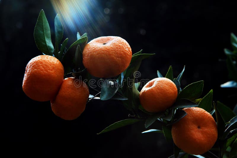 Orange stock image. Image of light, orange, bunch, beam - 78784161