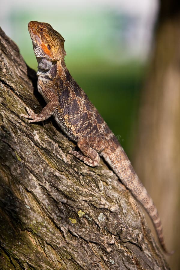 627 Dragon Black Spine Stock Photos - Free & Royalty-Free Stock Photos ...