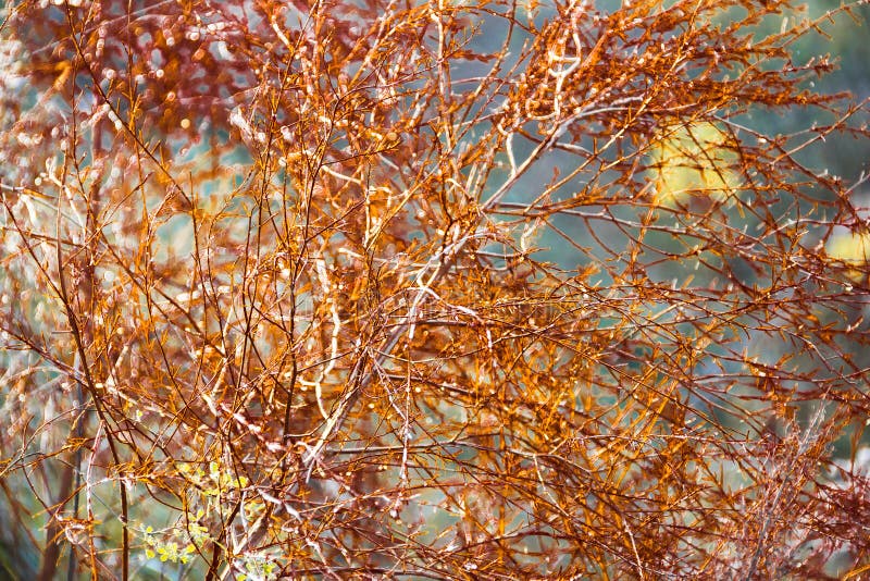 Orange Beautiful Autumn Dry Grass Against the Sun Stock Photo - Image ...