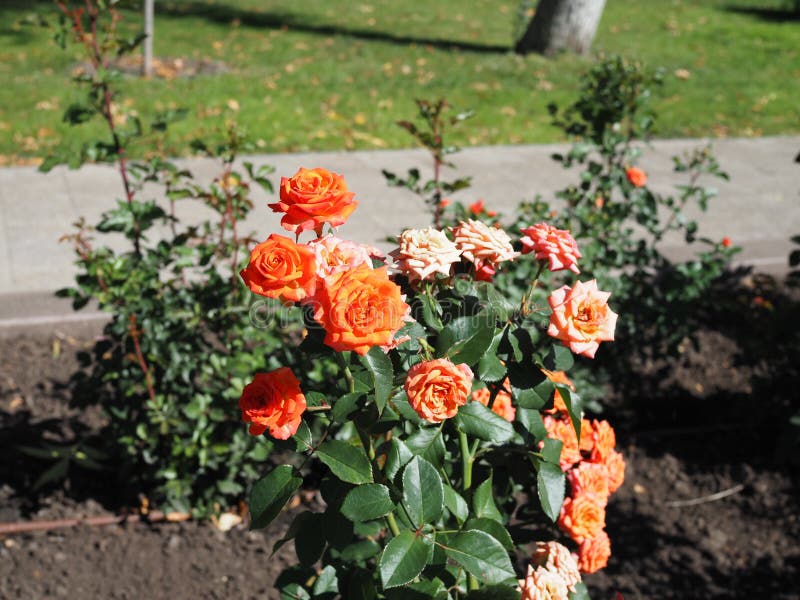Orange Beautiful Rose Growing in the Garden Stock Photo - Image of ...