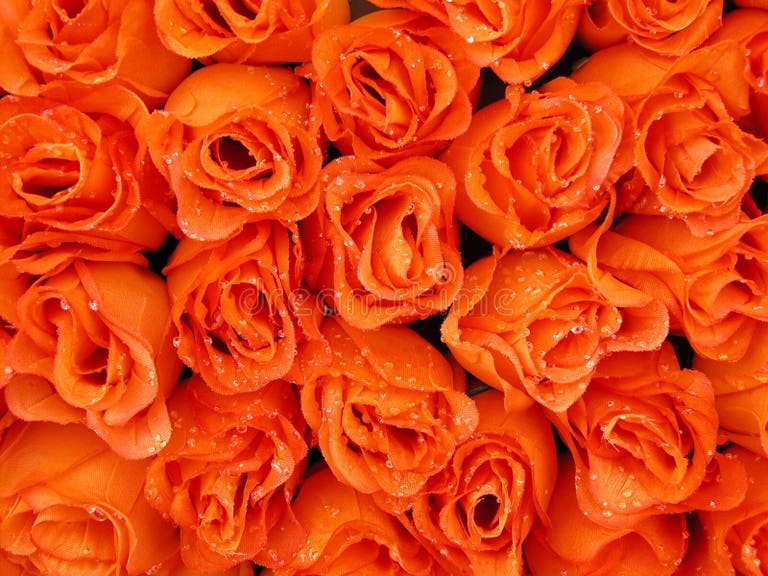 Orange beauty stock photo. Image of petal, flowers, beauty - 696388