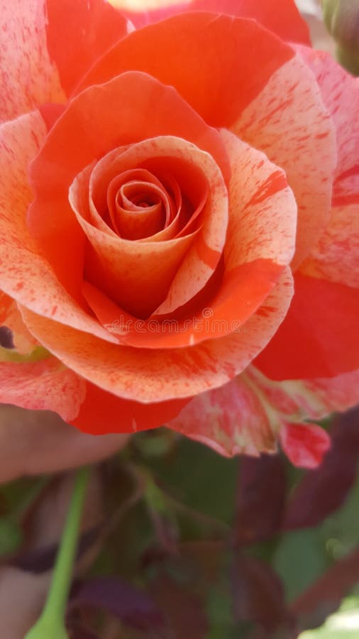 Orange Beauty in Spring Season Stock Photo - Image of spring, orange ...