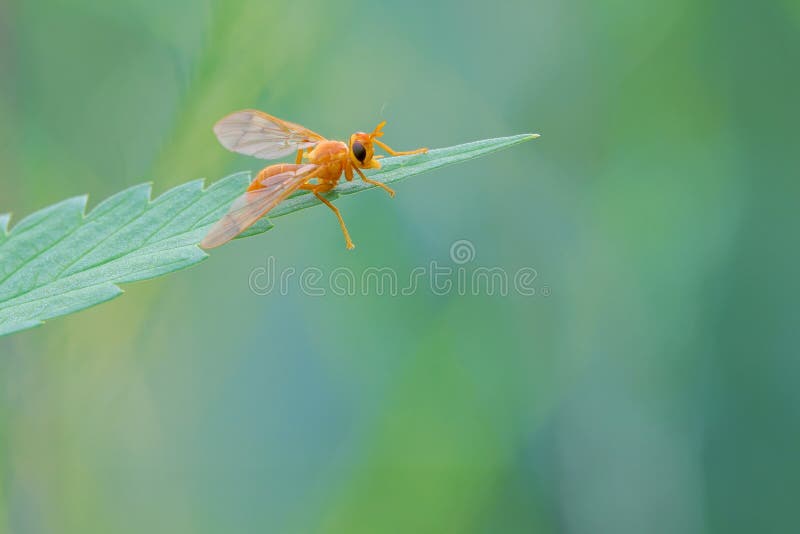 Orange bee stock photo. Image of animals, insects, wildlife - 190505344