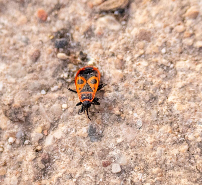 Orange Beetle Crawling on the Ground Stock Image - Image of nature ...