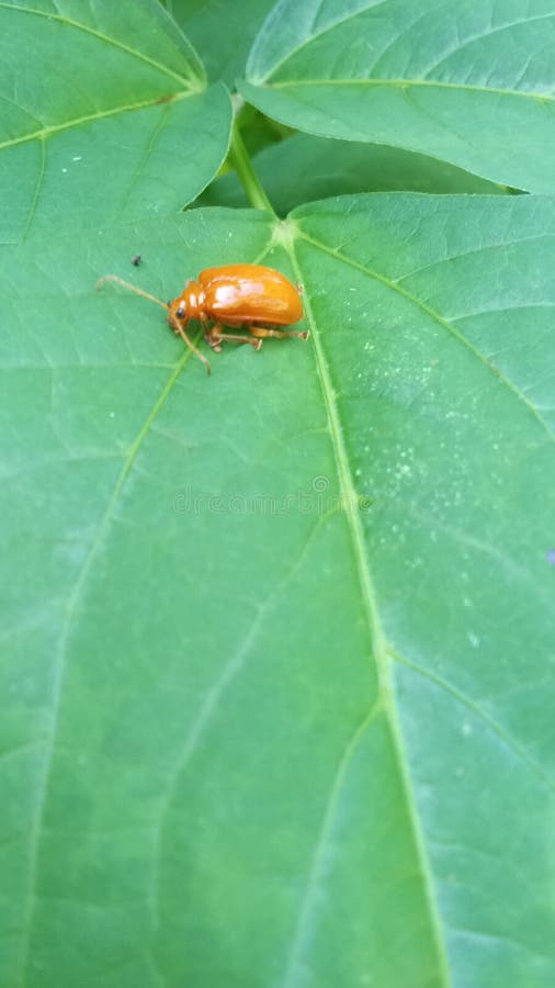 An Orange Beetle that is in the Leaves that Become Its Food Stock Image ...