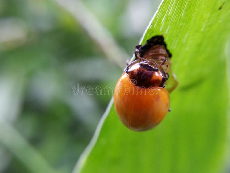 Orange Beetle Under Green Leaf Stock Image - Image of leaf, beetle ...