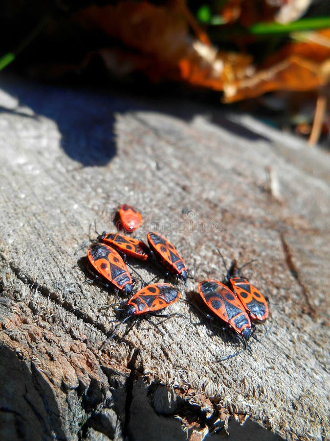 Orange beetles insects stock image. Image of background - 94872785