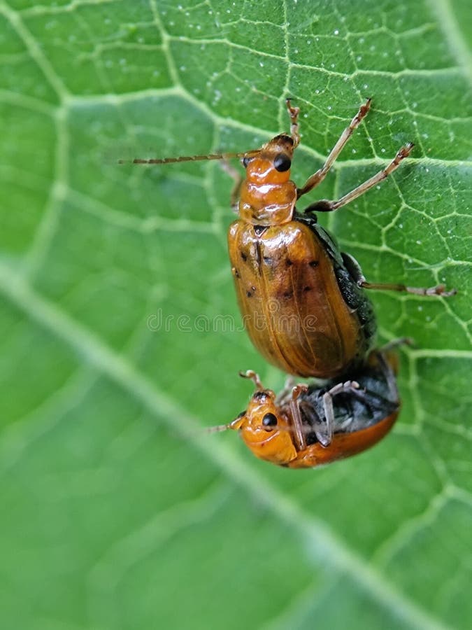 Mating weevil stock image. Image of beetle, mating, nature - 271859847