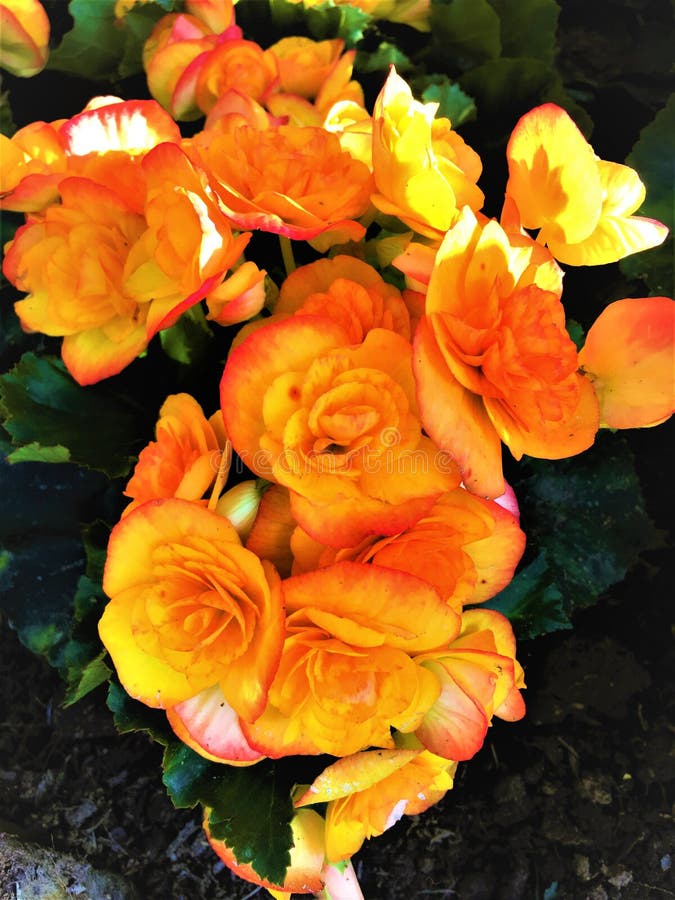 Orange Begonias Flowers on Ground Stock Image - Image of tropical ...