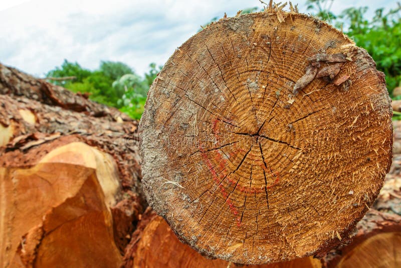 Orange Beige Trunk Pine End of Log Annual Rings Logging Background ...