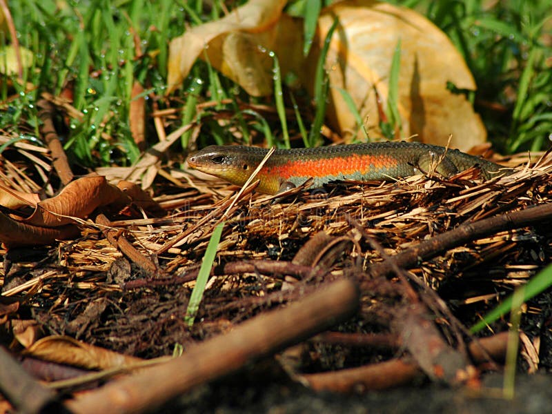 Orange belly lizard stock photo. Image of branch, lizard - 21379408