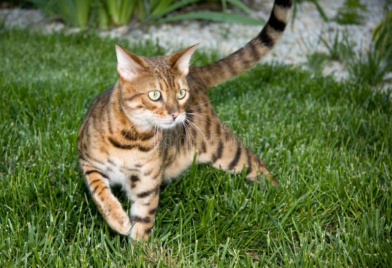 Orange Bengal Cat in Tense Pose Stock Image - Image of domestic, angle ...