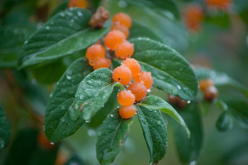 Orange berries stock photo. Image of berry, freshness - 5858970