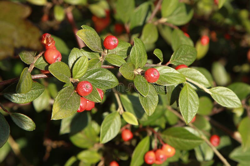 Orange Berries of Cotoneaster Franchetii Stock Image - Image of ...