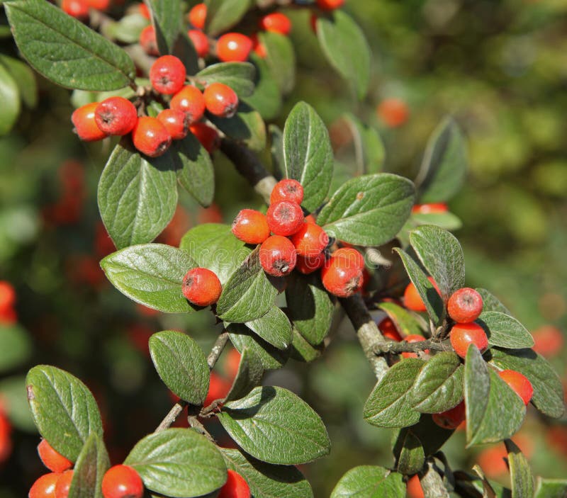 Orange Berries of Cotoneaster Franchetii Stock Photo - Image of fruit ...