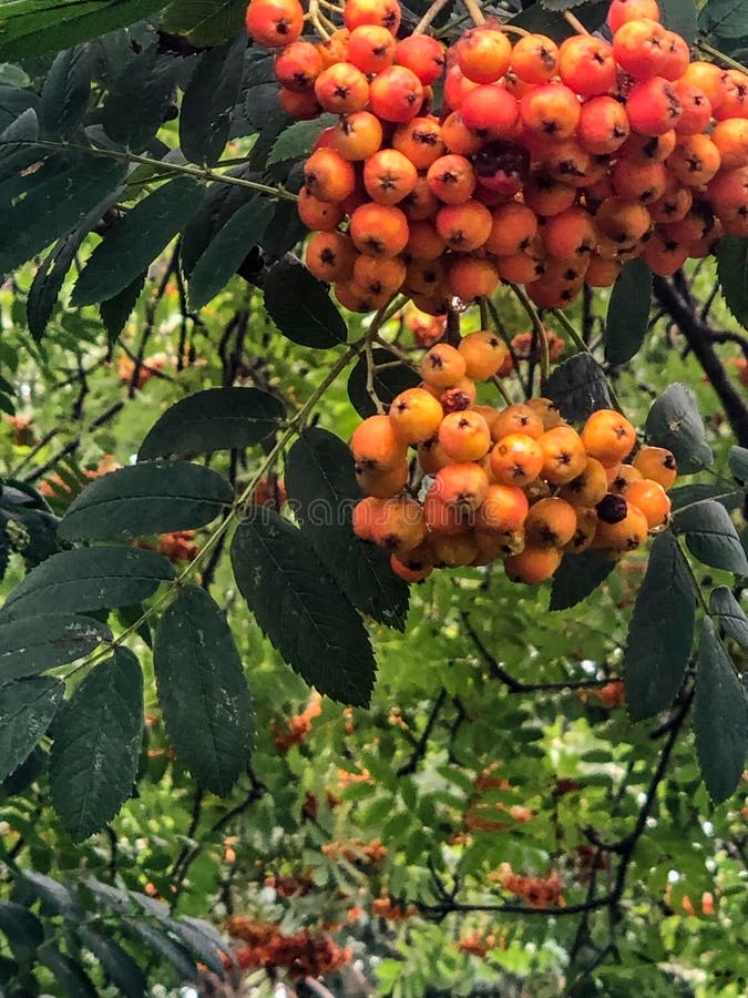 Orange Berries on Green Branches of Tree Stock Image - Image of plants ...