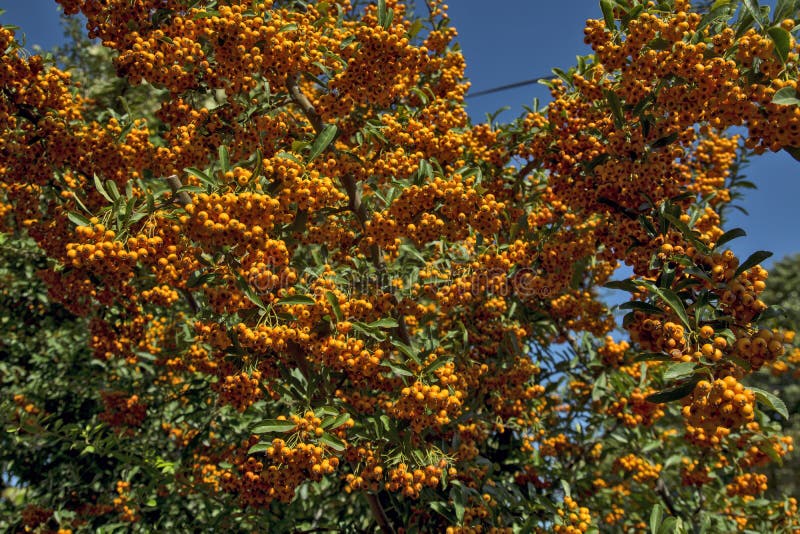 Orange berries on the tree stock photo. Image of flora - 234291578