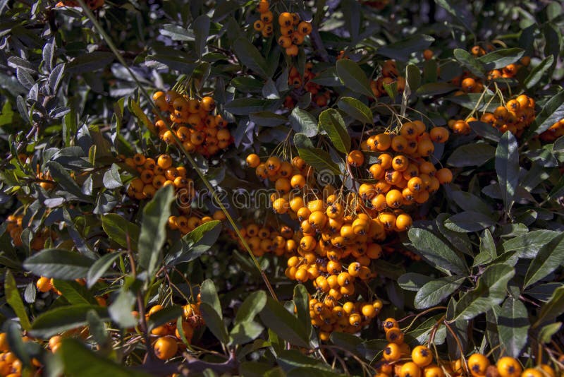 Orange berries on the tree stock image. Image of bunch - 234291583