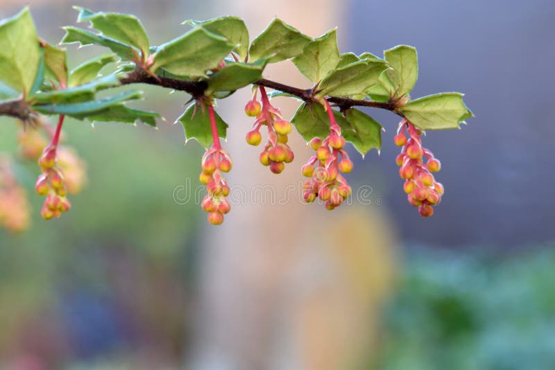 Orange Oregon Grape Blossom Buds 01 Stock Photo - Image of botanical ...