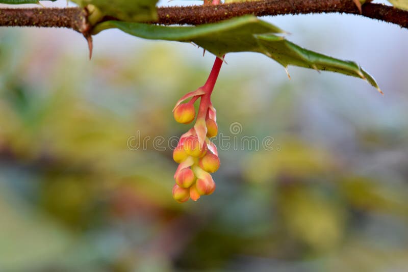 Orange Berry Blossom Buds Cluster 04 Stock Photo - Image of cluster ...