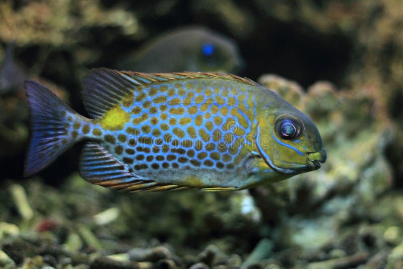 Orange Beschmutzter Foxface Rabbitfish Stockfoto - Bild von fische ...