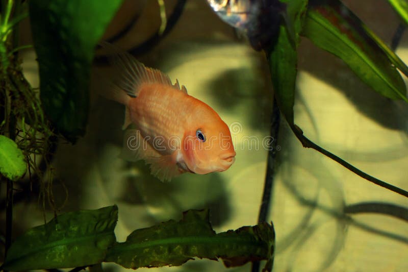 The Orange Big Fish in the Aquarium Stock Photo - Image of fish ...