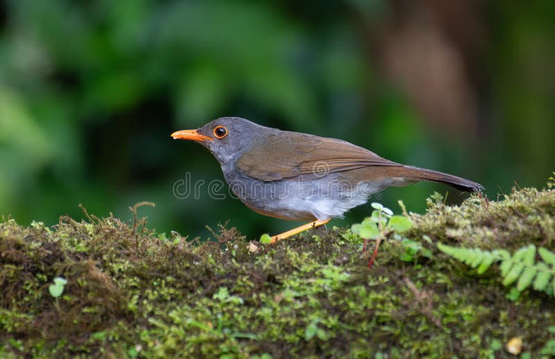 A Orange-billed Nightingale Thrush Stock Image - Image of bird ...