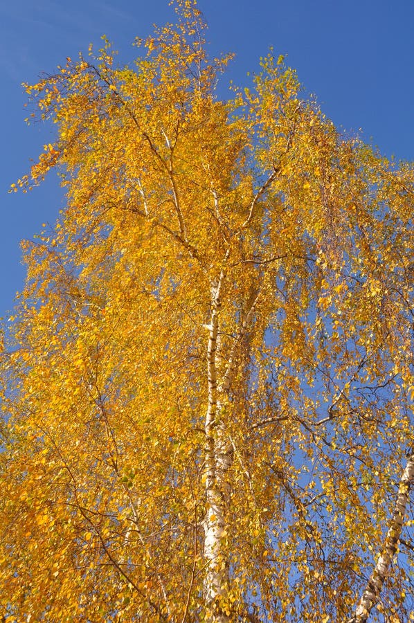 Orange birch stock image. Image of summer, blue, structure - 45367349