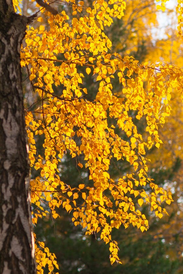 Orange Birch Leaves in Sun Light Stock Photo - Image of autumn, summer ...