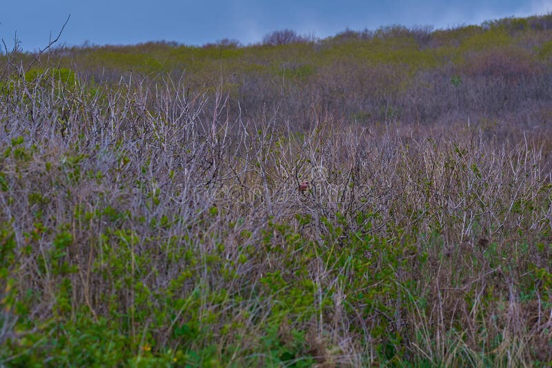 Orange Bird in Spring Thickets Stock Photo - Image of blossom, thicket ...