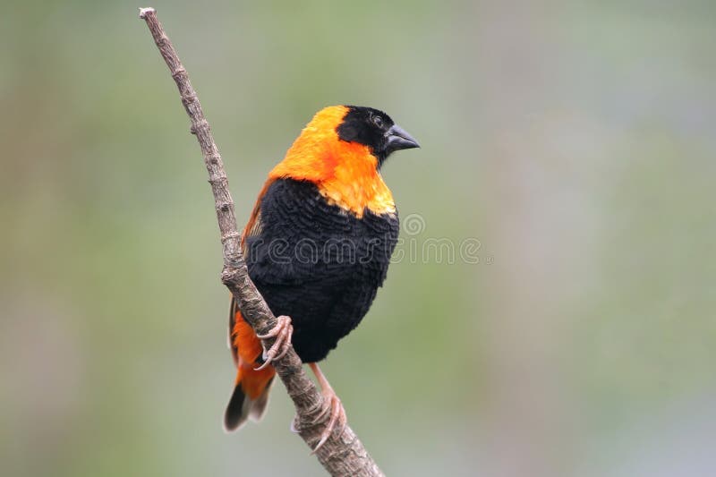 Orange Bishop Weaver stock photo. Image of southern, bird - 6959288