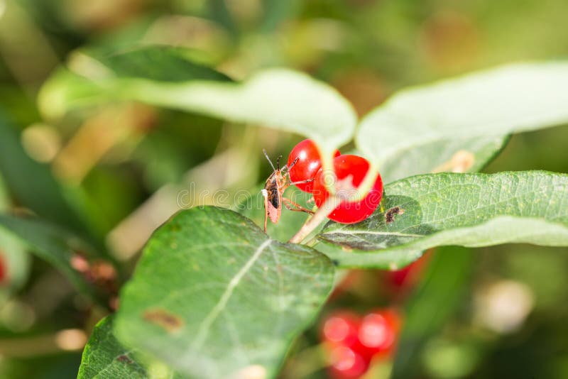Orange and Black Bug on Bright Red Berries Stock Photo - Image of bush ...